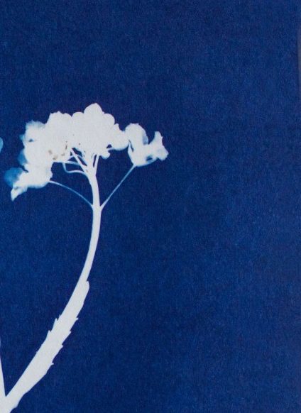 Un workshop dedicato alla "Cianotipia" - ArteVarese.com